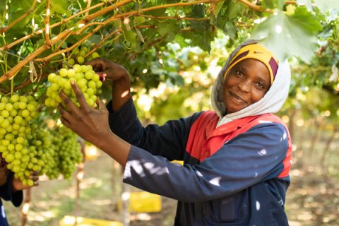 Namibia Table Grape Sector | Sonop Farms